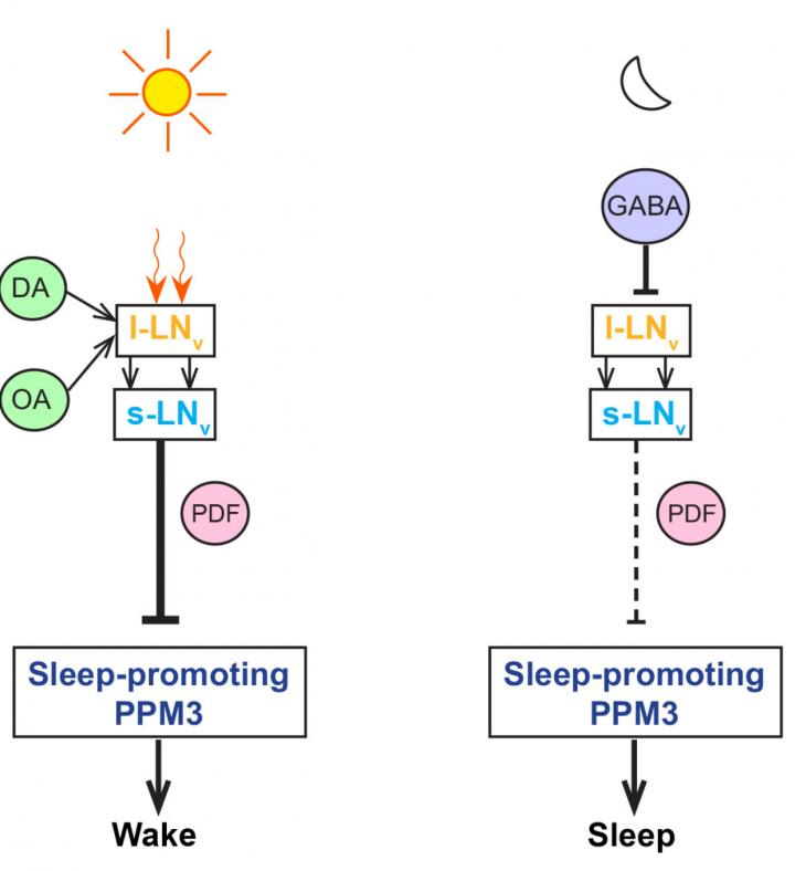 What keeps the brain awake | EurekAlert!