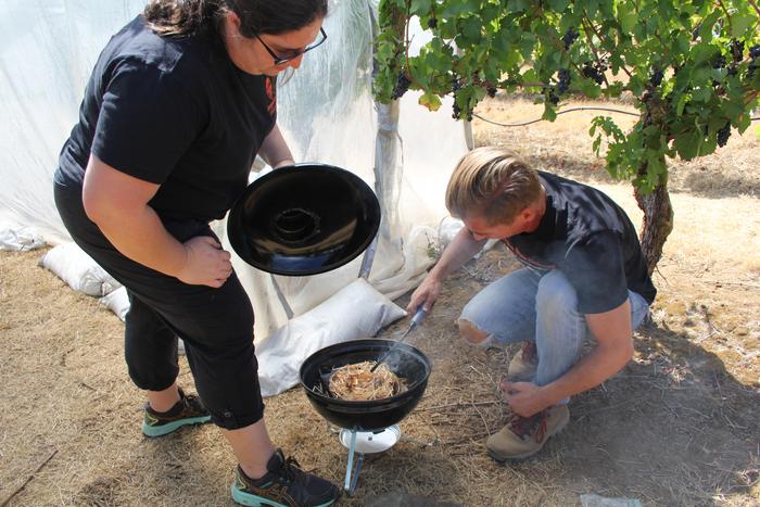 Grape and smoke exposure resea [IMAGE] | EurekAlert! Science News Releases