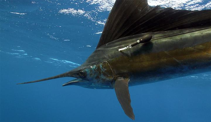 Atlantic Sailfish [IMAGE] | EurekAlert! Science News Releases