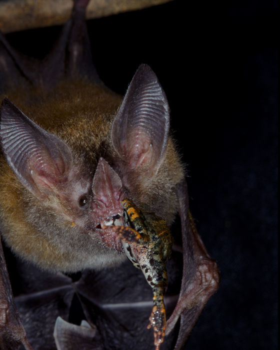 Frog hunters [IMAGE] | EurekAlert! Science News Releases