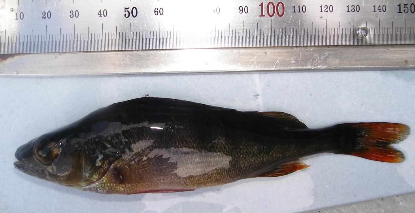 Researchers have assembled Eurasian perch gen | EurekAlert!