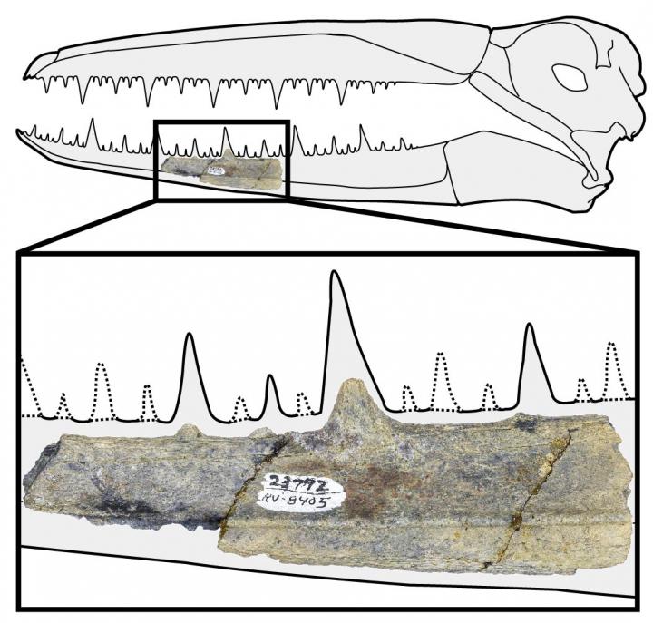 Fossil jawbone [IMAGE] | EurekAlert! Science News Releases