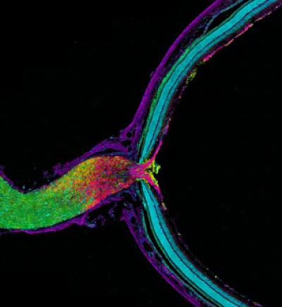 Mouse Retina [IMAGE] | EurekAlert! Science News Releases