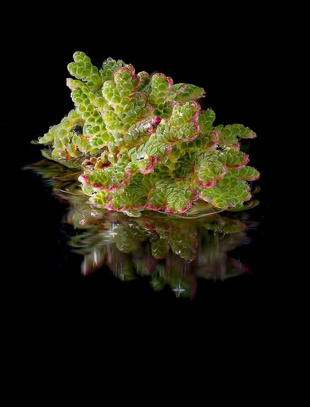 Fern-tastic! Crowdfunded fern genomes publish | EurekAlert!