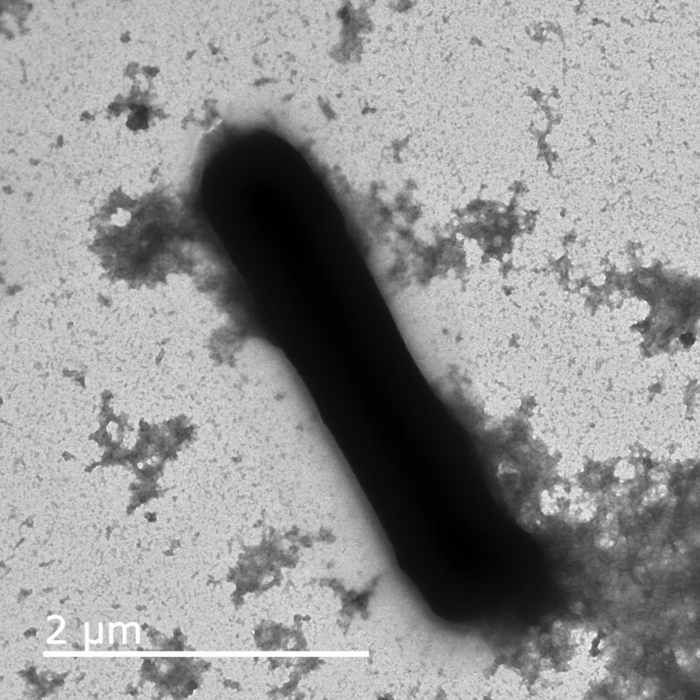 Bacillus micrograph [IMAGE] | EurekAlert! Science News Releases