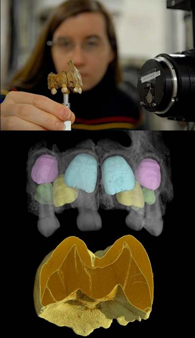 Upper Jaw [IMAGE] | EurekAlert! Science News Releases