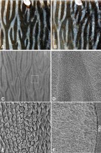 Tooth Enamel under the Microsc [IMAGE] | EurekAlert! Science News Releases