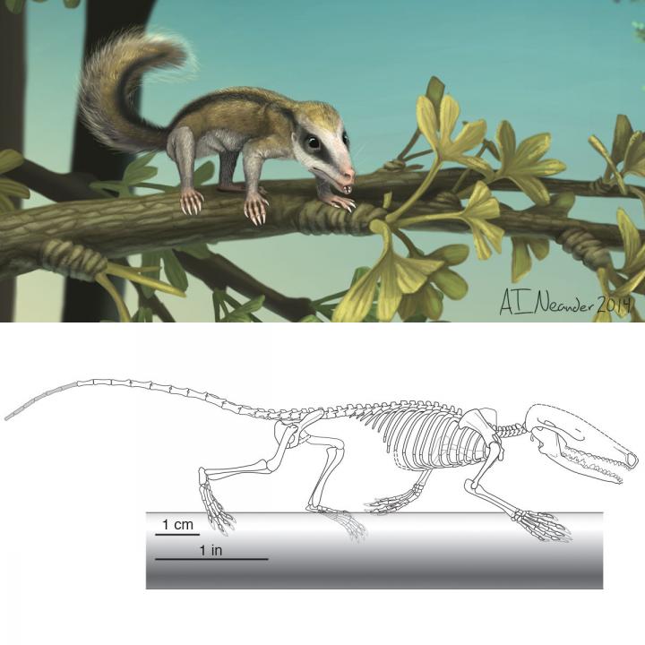 New Mammal Fossils Show Off Early Diversity ( | EurekAlert!