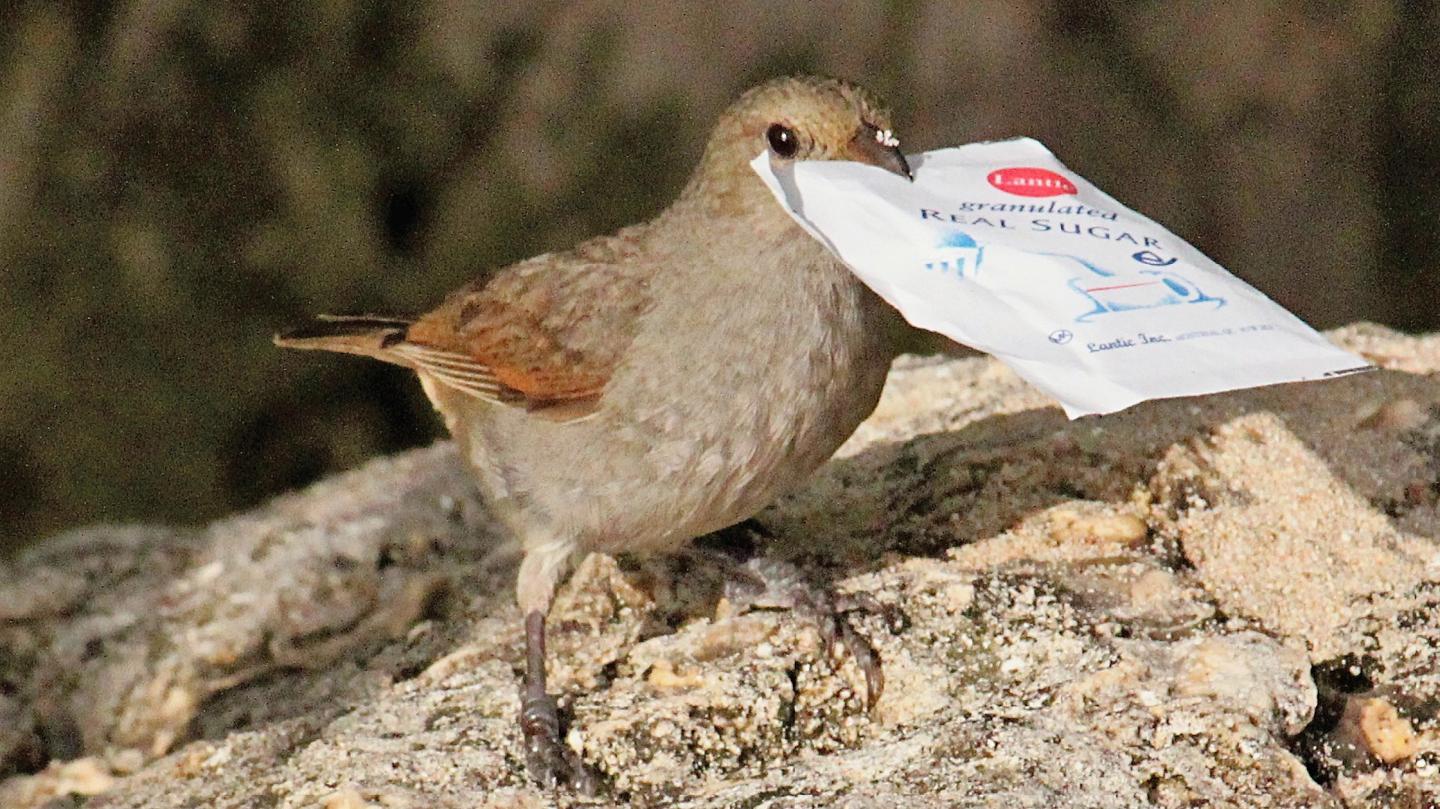 The Brain Power Behind Problem-Solving in Bir | EurekAlert!