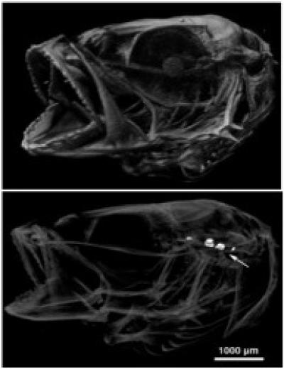 Ocean acidification as a hearing aid for fish | EurekAlert!