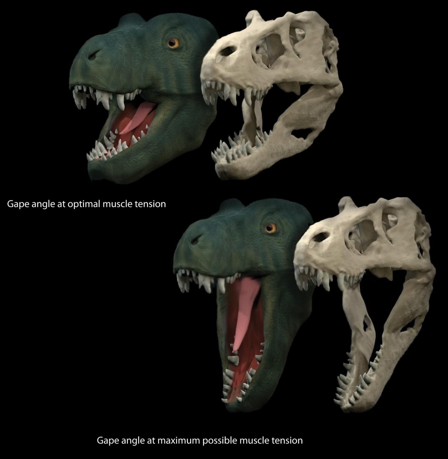 Life Reconstruction and Skull [IMAGE] | EurekAlert! Science News Releases