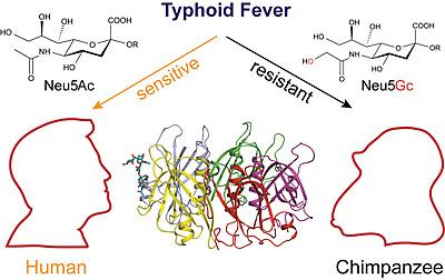 Typhoid Graphic [IMAGE] | EurekAlert! Science News Releases