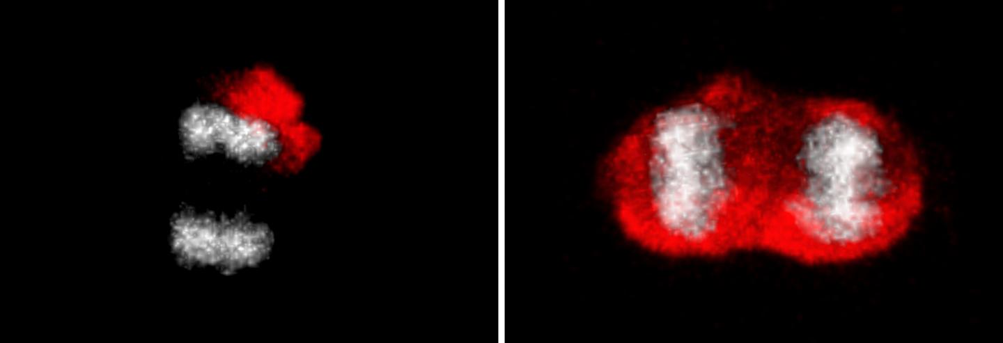 Asymmetry [IMAGE] | EurekAlert! Science News Releases