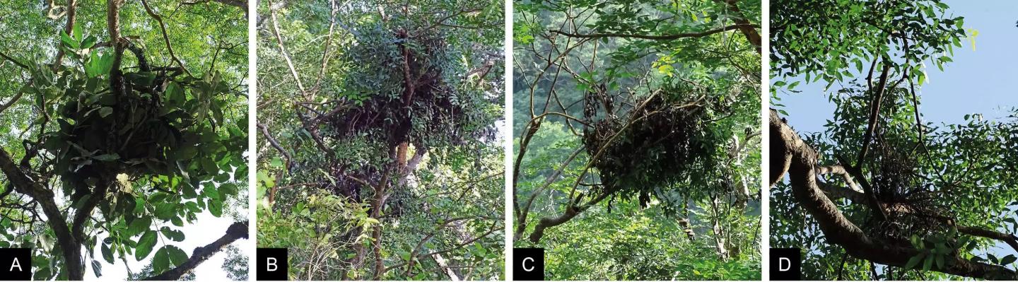 Bonobo nest [IMAGE] | EurekAlert! Science News Releases