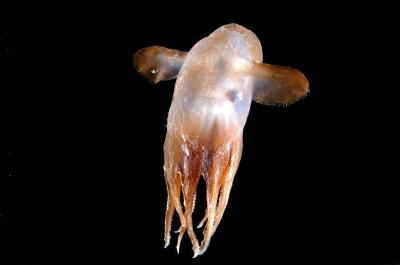 Grimpoteuthis Discoveryi