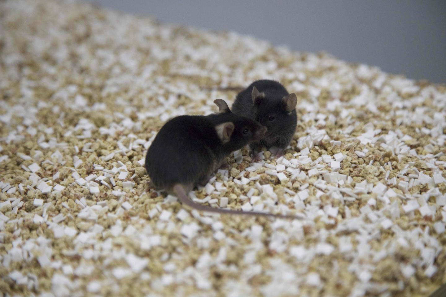 Social Mice [IMAGE] | EurekAlert! Science News Releases