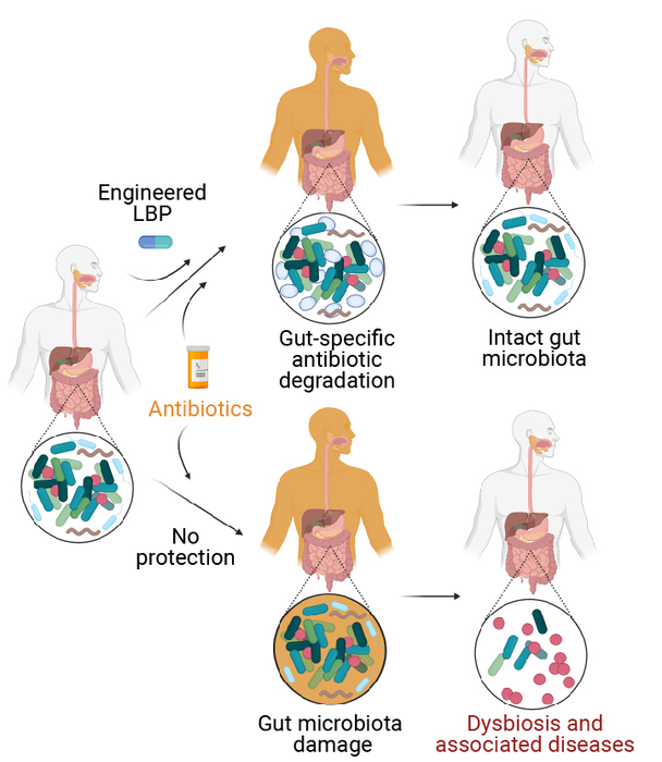 Human Gut Microbiota
