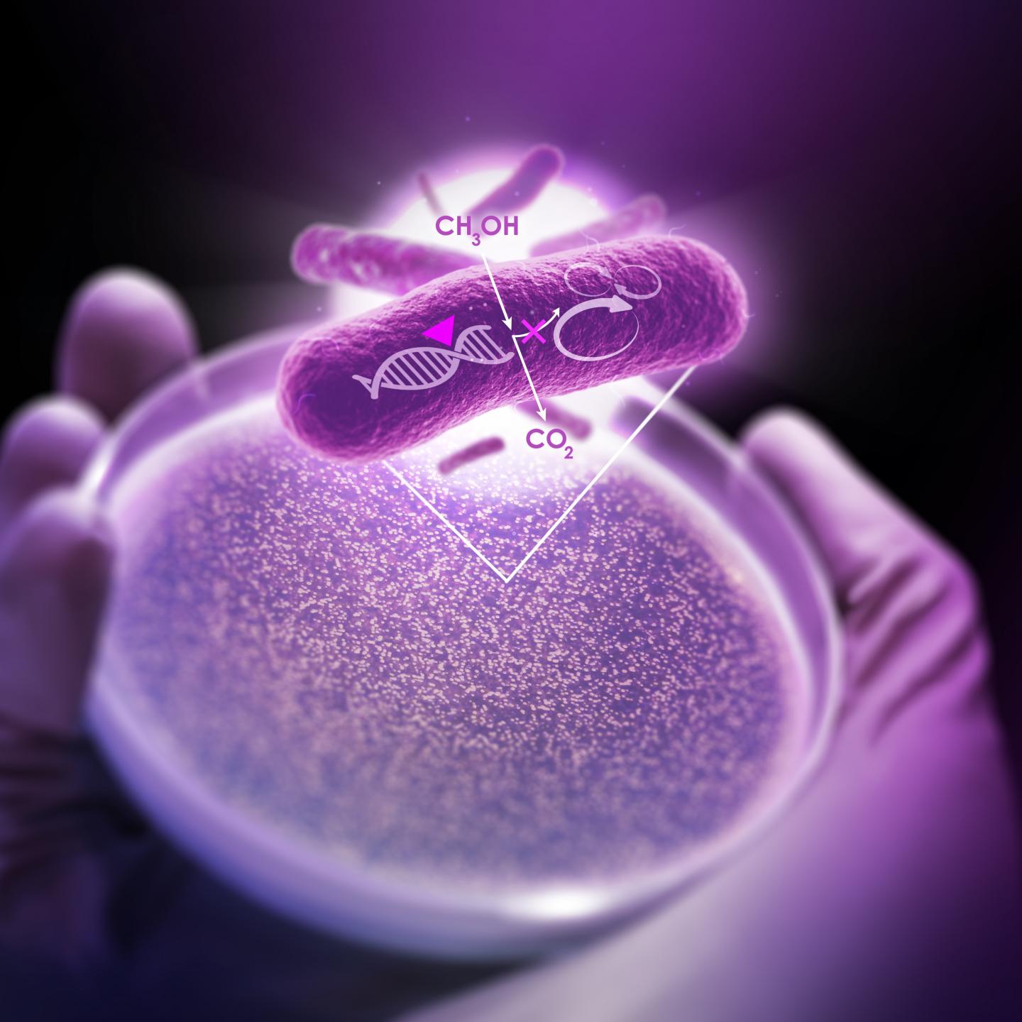 How a bacterium can live on methanol | EurekAlert!