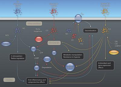 Will We Be Inhaling Gas at Future Doctors Vis | EurekAlert!