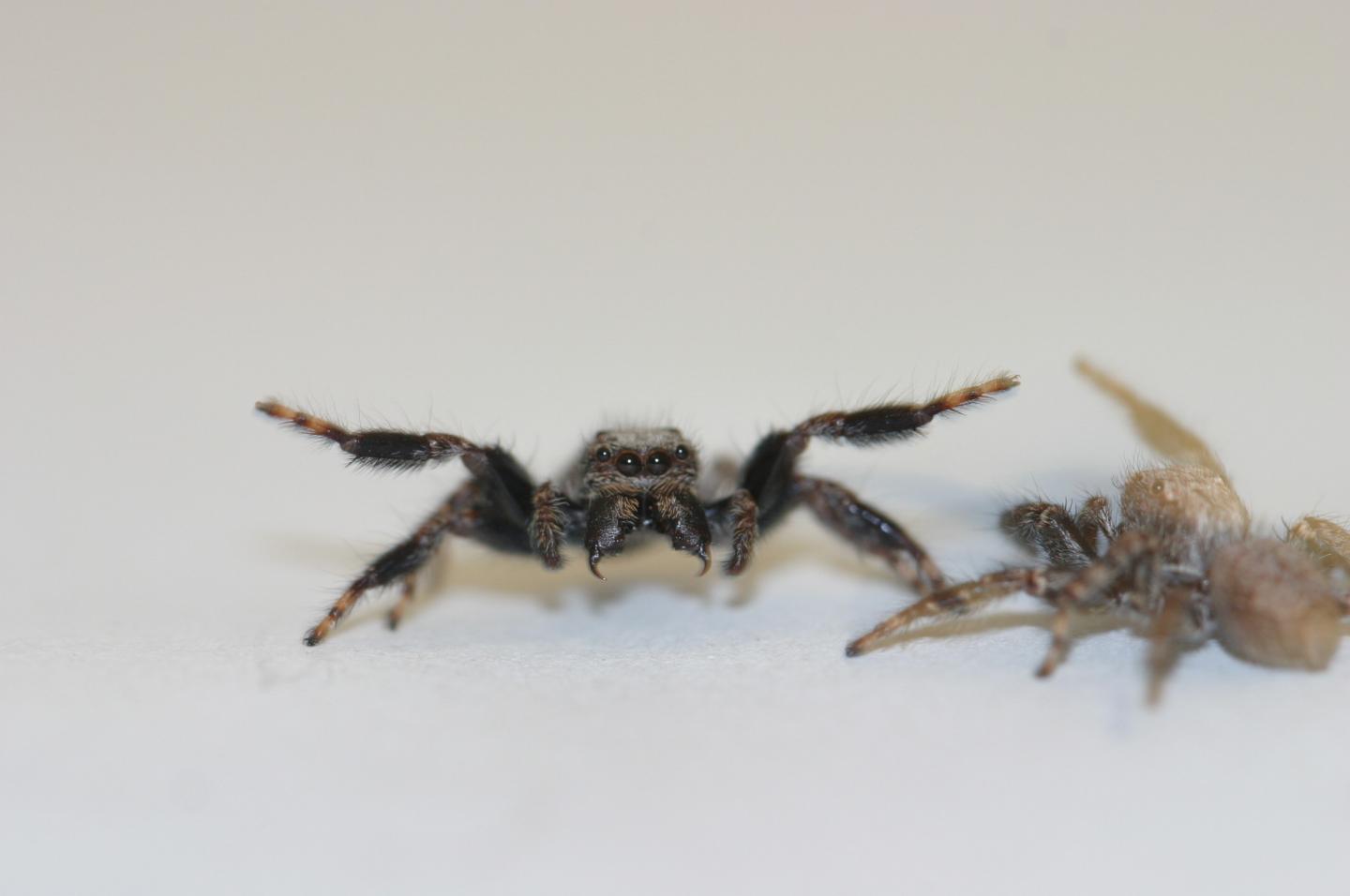 Servaea incana Male L [IMAGE] | EurekAlert! Science News Releases