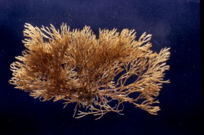 Bugula neritina 2 (of 3 [IMAGE] | EurekAlert! Science News Releases