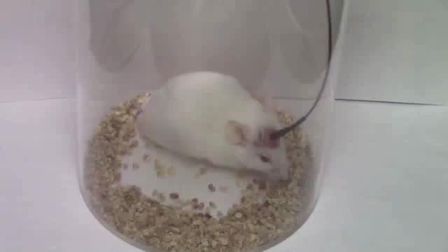Mice, Not Just Primates, Feel the Impulse of | EurekAlert!
