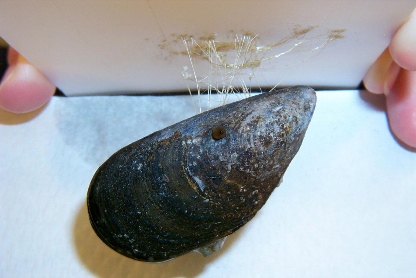 Bacteria-inspired Substance Offers Strong Und | EurekAlert!