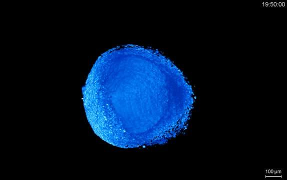 New microscope offers 4D look at embryonic de | EurekAlert!