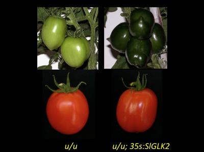 Why Do Supermarket Tomatoes Taste Like Cardbo | EurekAlert!