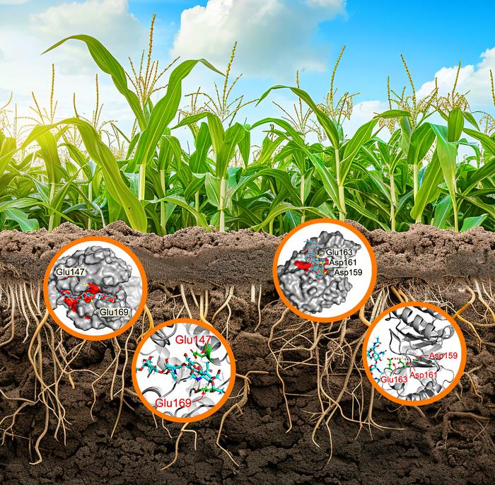Chitinase in the rhizosphere [IMAGE] | EurekAlert! Science News Releases