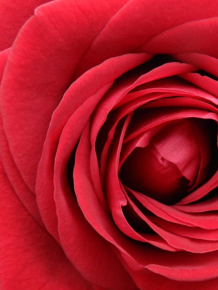 Rose Flower [IMAGE] | EurekAlert! Science News Releases