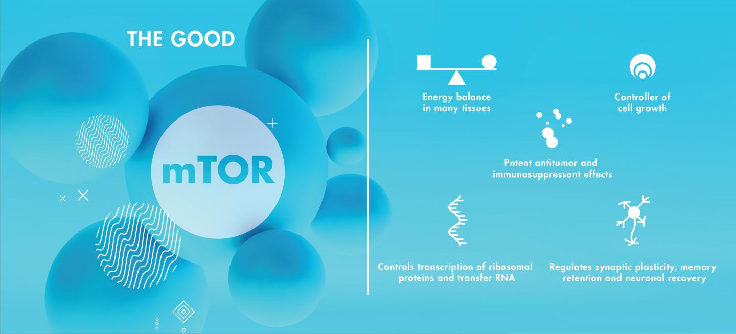 mTOR Benefits [IMAGE] | EurekAlert! Science News Releases