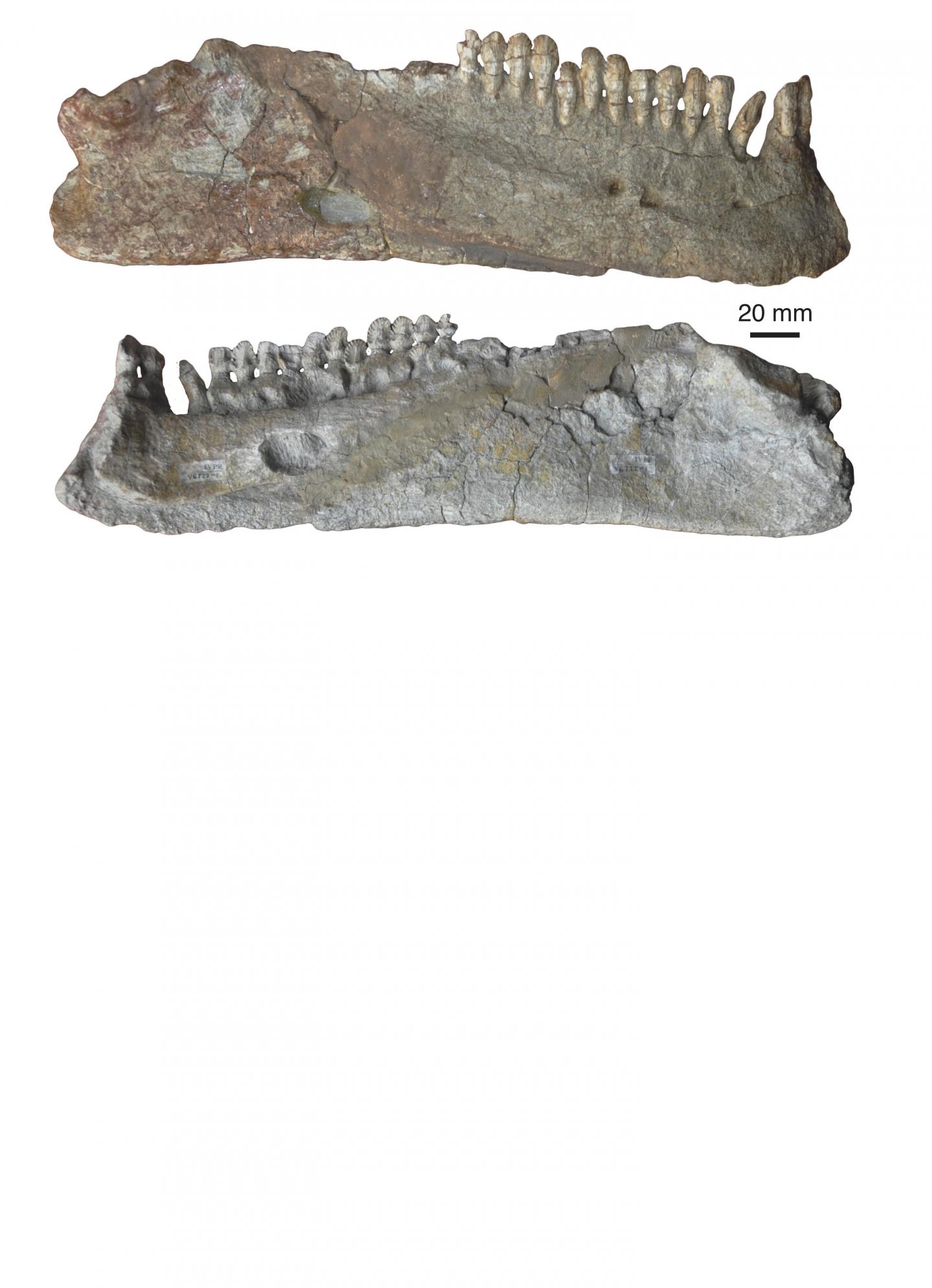 Lower Jaw of the Chinese Parei [IMAGE] | EurekAlert! Science News Releases