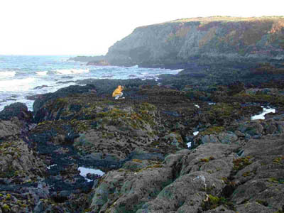 Rocky Intertidal Zones
