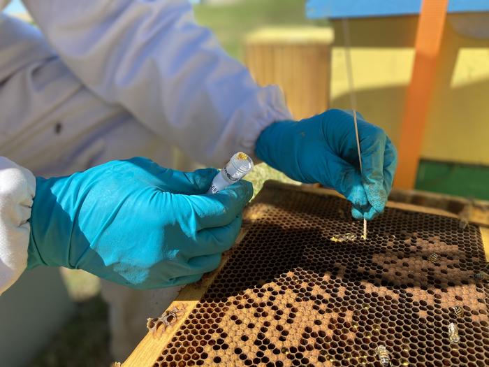 Beekeeper samples pollen [IMAGE] | EurekAlert! Science News Releases
