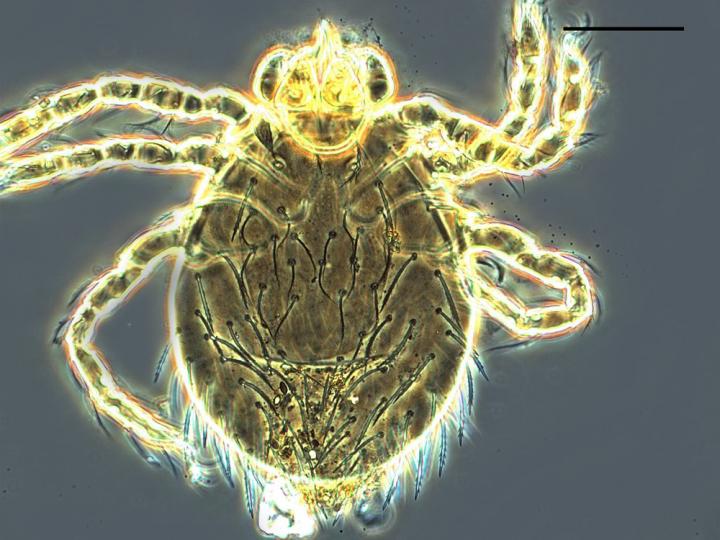 Three new chigger mite species discovered in | EurekAlert!