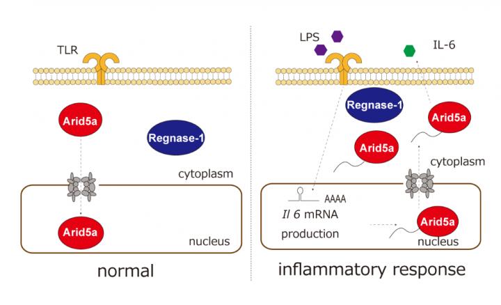The subcellular dynamics of RNA stabilizing m | EurekAlert!