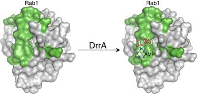 Hijacked supplies for pathogens | EurekAlert!