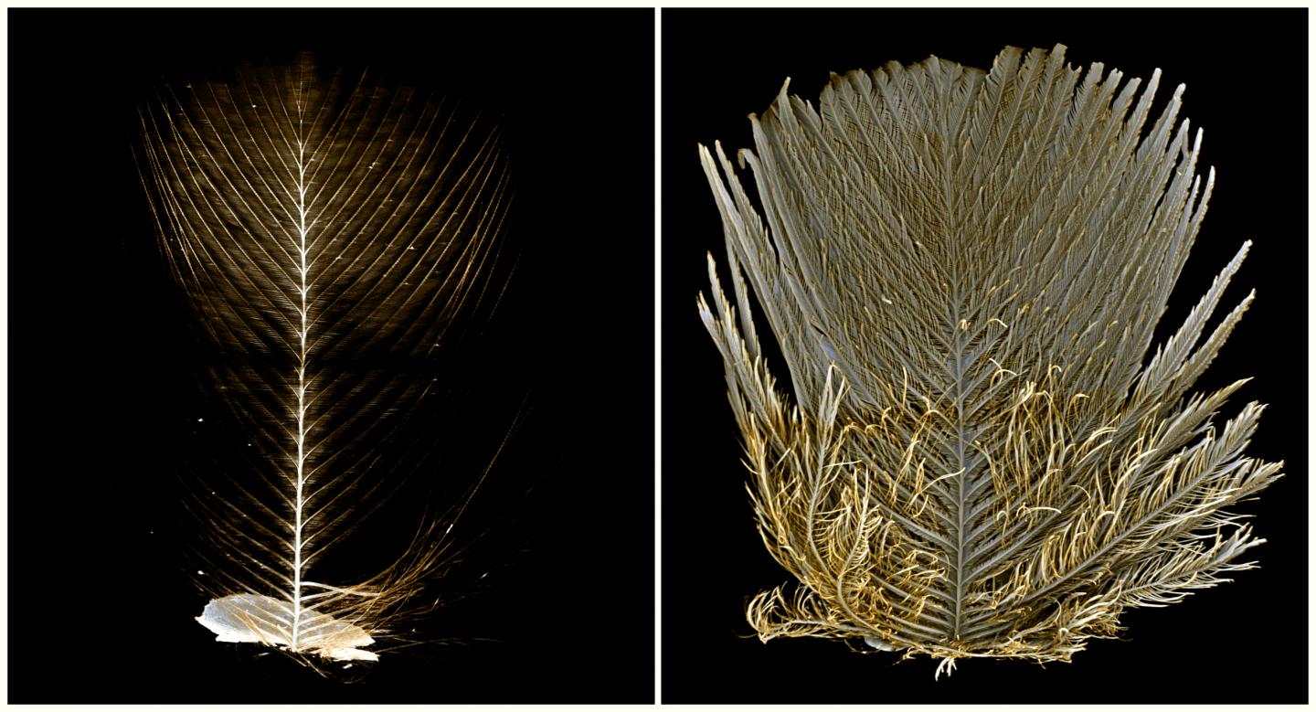 Gold makes invisible surfaces visible in CT | EurekAlert!