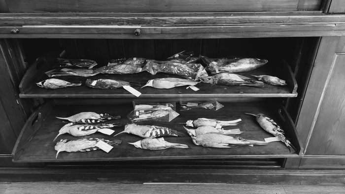 The bird skin collection of th [IMAGE] | EurekAlert! Science News Releases