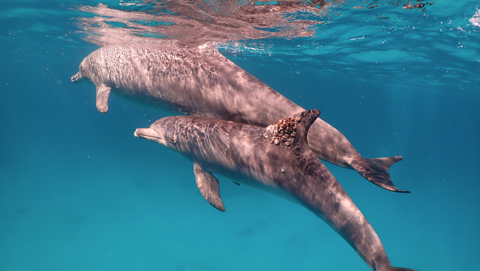 A dolphin with a fungal infect [IMAGE] | EurekAlert! Science News Releases
