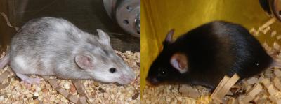 New Mouse Model of Depression [IMAGE] | EurekAlert! Science News Releases