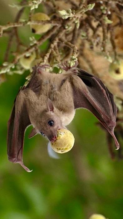 Fruit Bats [IMAGE] | EurekAlert! Science News Releases