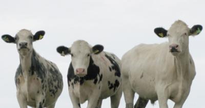 Emotions help animals to make choices | EurekAlert!