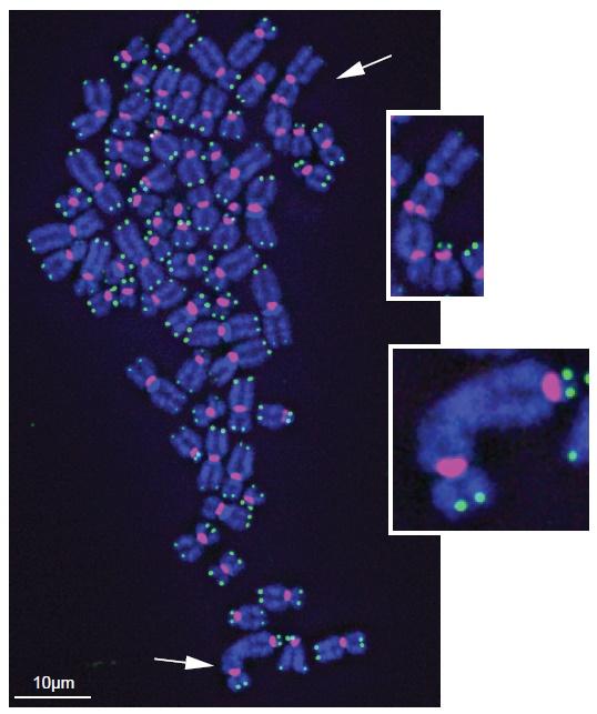 Damaged Telomeres Get Stuck To [IMAGE] | EurekAlert! Science News Releases