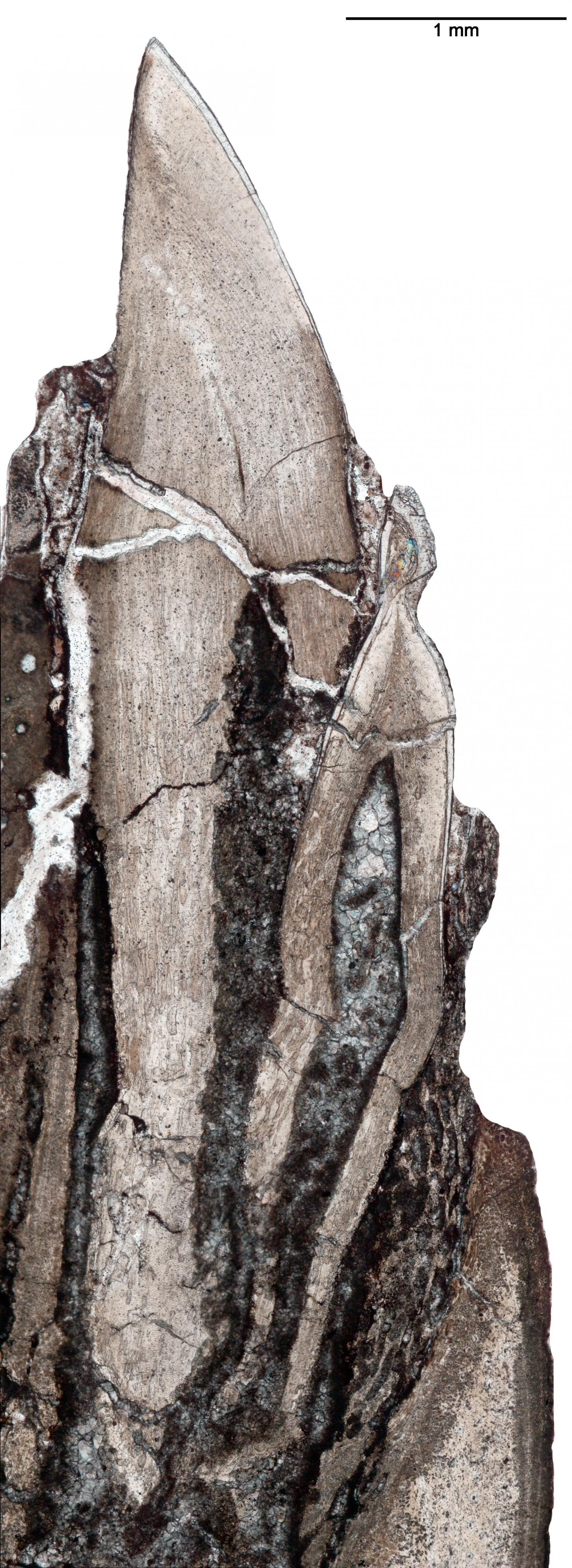 Changchunsaurus Tooth R [IMAGE] | EurekAlert! Science News Releases