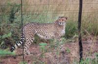 Cheetahs never prosper: Energy expenditure li | EurekAlert!