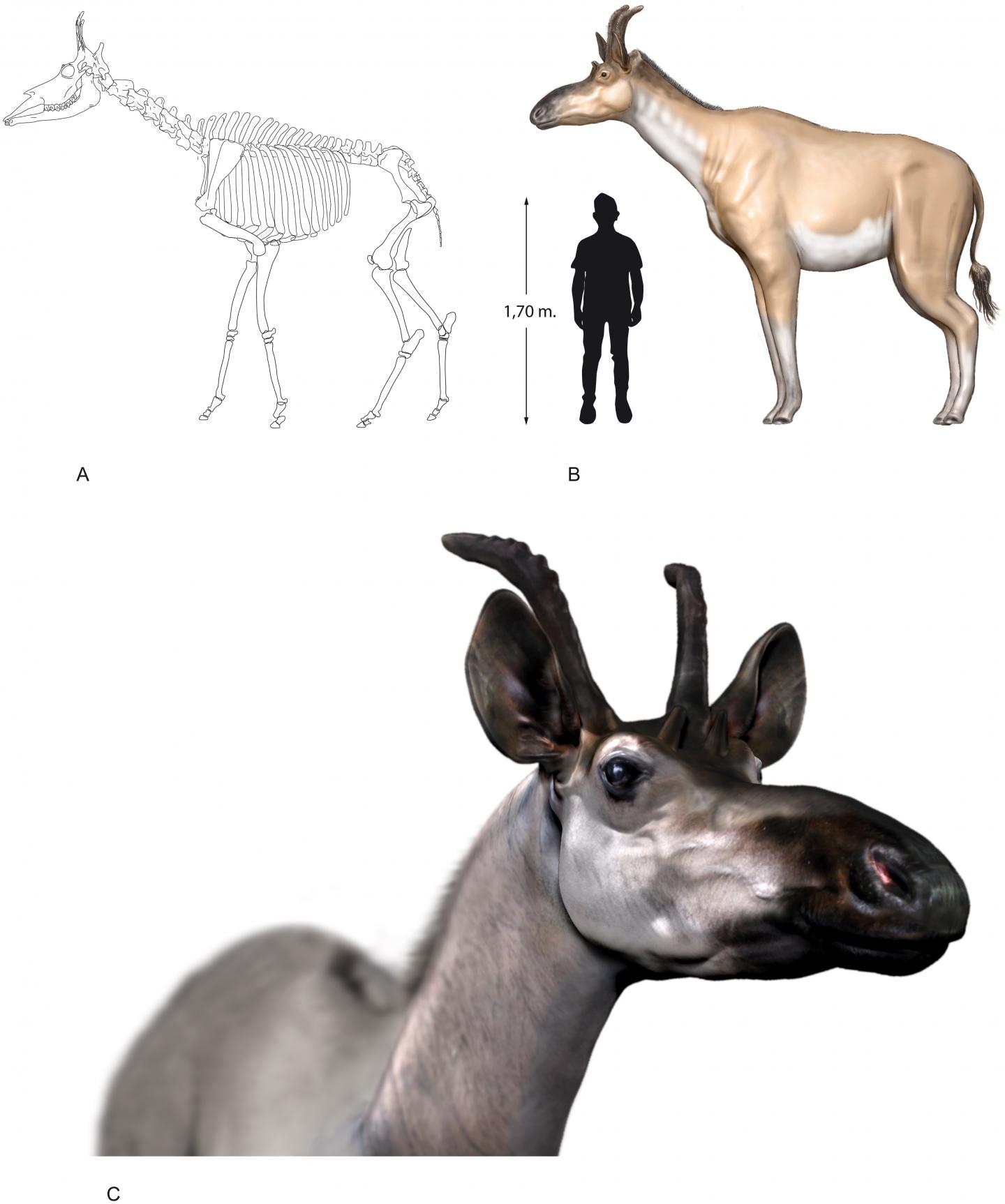 Newly described giraffid species may help tra | EurekAlert!