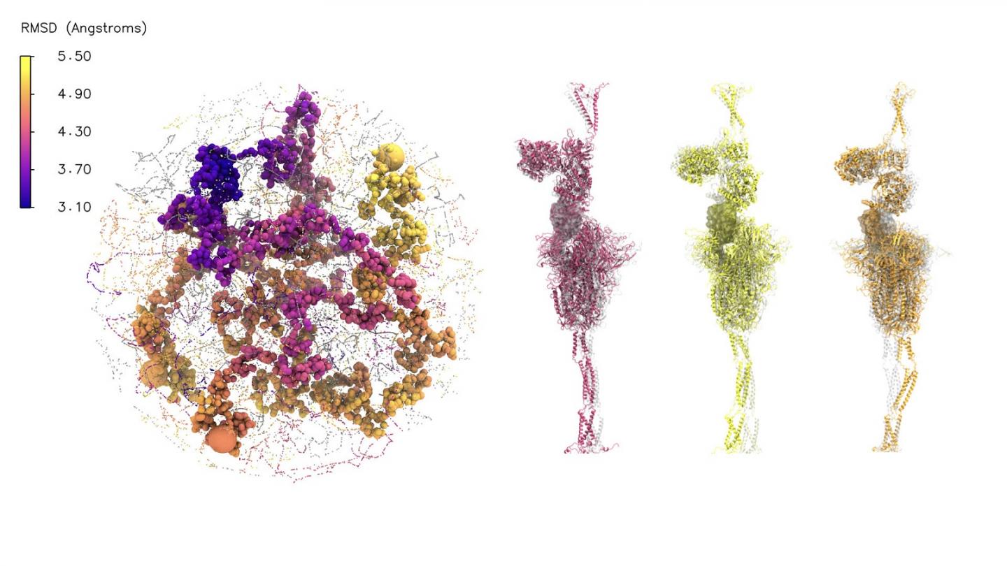 Collaborative AI effort unraveling SARS-CoV-2 | EurekAlert!