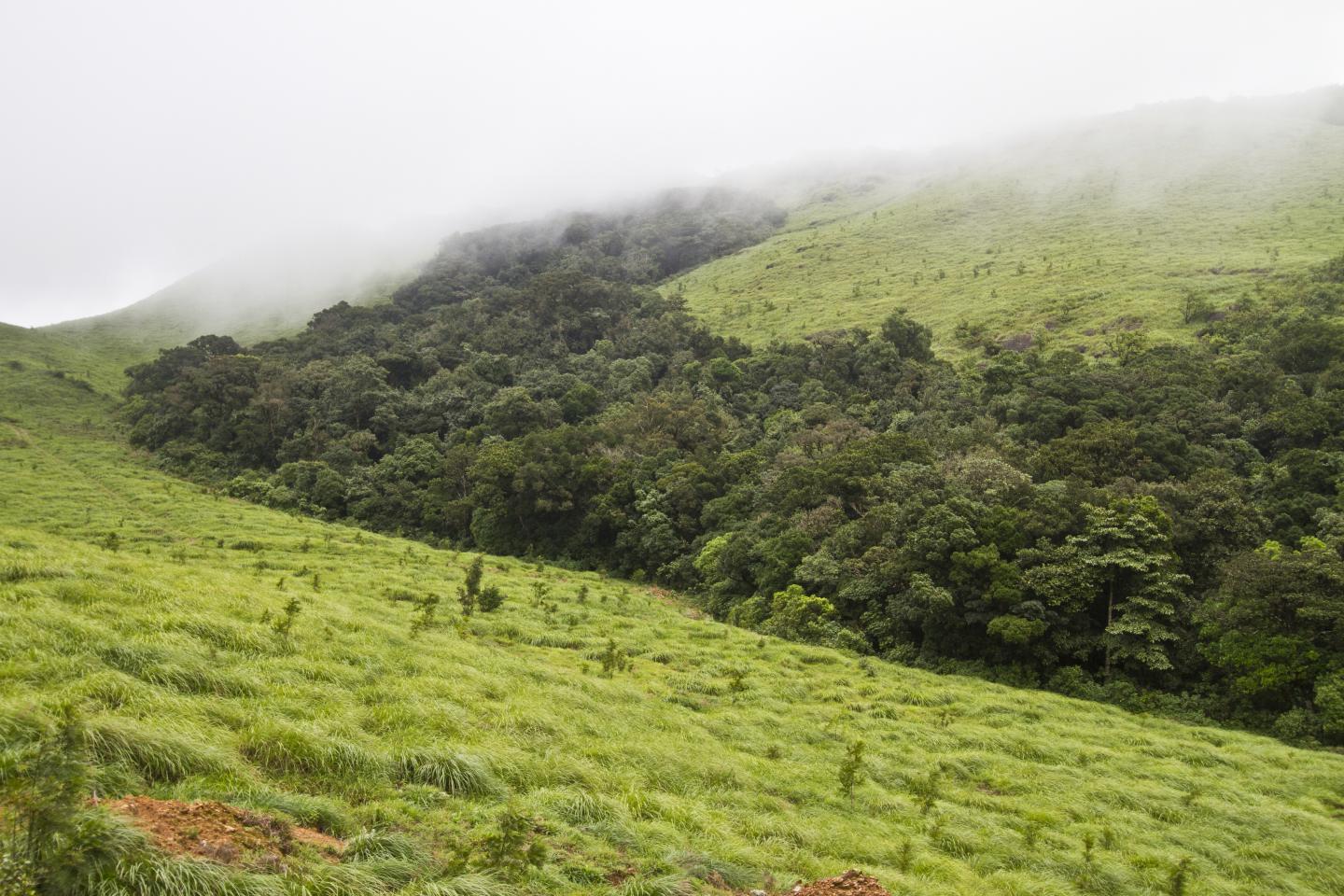 Western Ghats [IMAGE] | EurekAlert! Science News Releases